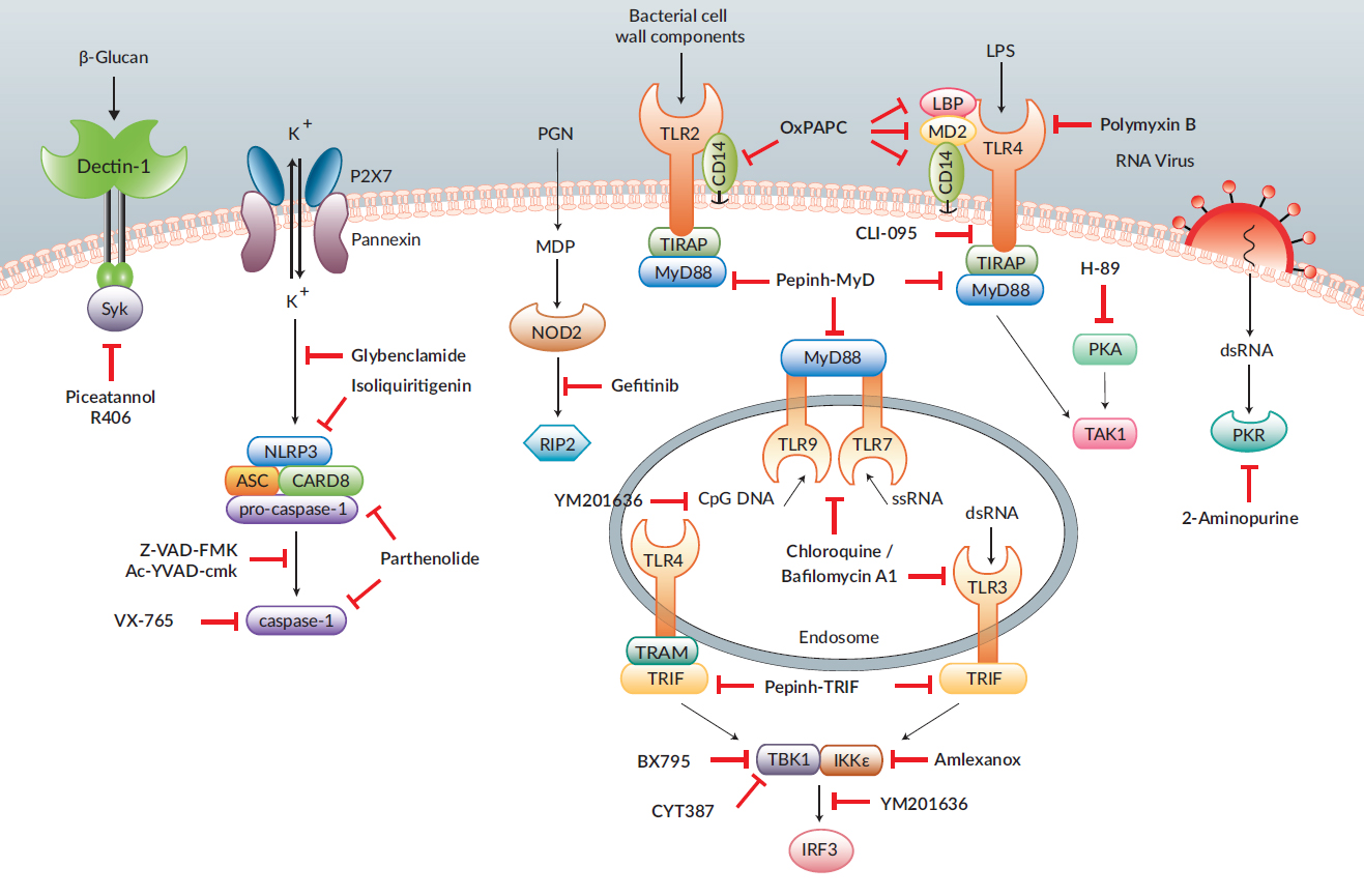 Pattern Recognition Receptor Signaling Inhibitors - InvivoGen Pattern Recognition Receptor Signaling Inhibitors - InvivoGen