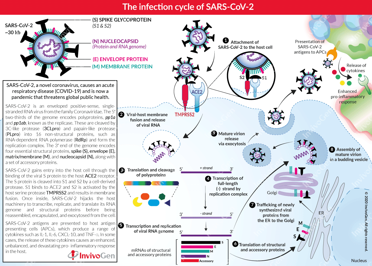 COVID-19 | Infection Cycle | InvivoGen COVID-19 | Infection Cycle | InvivoGen
