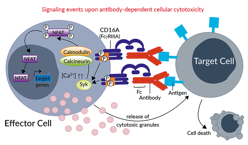 ADCC Mechanism