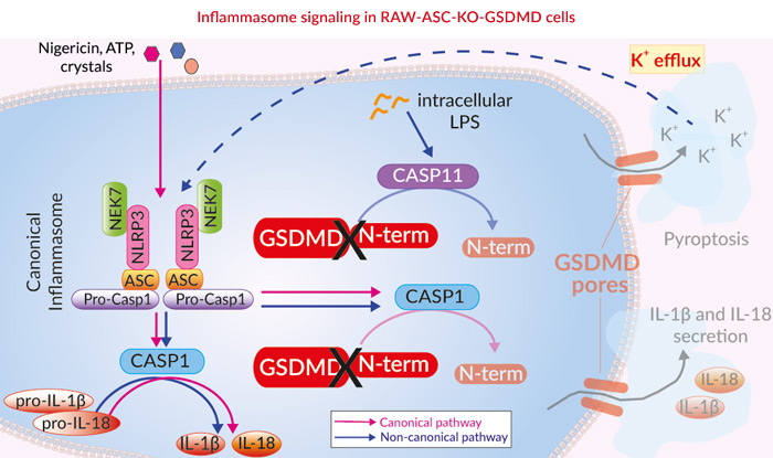 GSDMD KO RAW-ASC Cells | Inflammasome test macrophages | InvivoGen