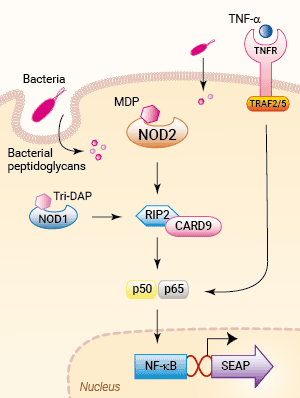 Human NOD2 reporter HEK293 cells | HEK-Blue hNOD2 | InvivoGen