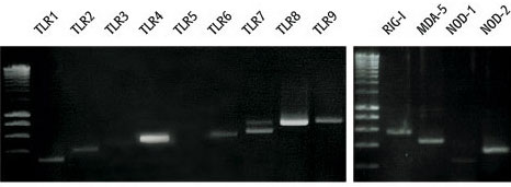 NF-κB Reporter Raw 264.7 Murine Macrophages | InvivoGen