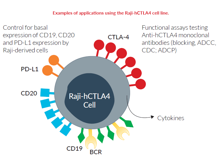 Raji-hCTLA4 cells | ADCC targets | InvivoGen