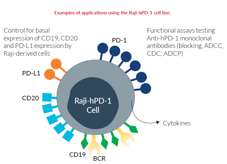 Raji-hPD-1 cells | ADCC targets | InvivoGen