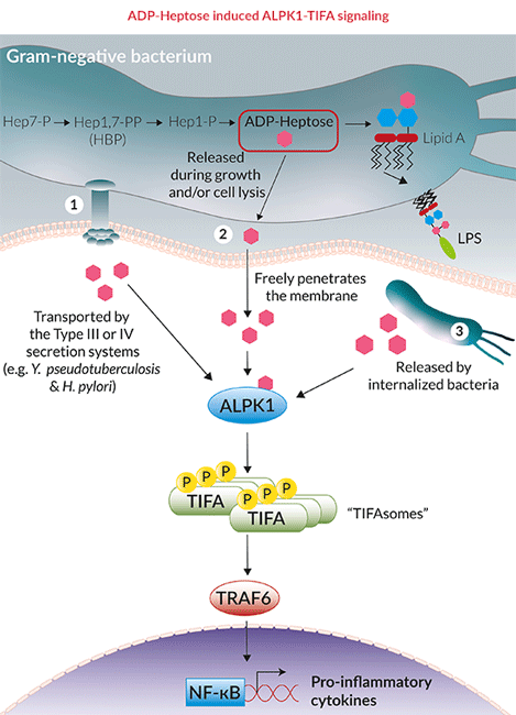 ADP-Heptose | ALPK1 ligand | InvivoGen