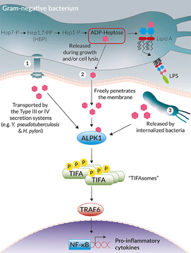 ADP-Heptose | ALPK1 ligand | InvivoGen