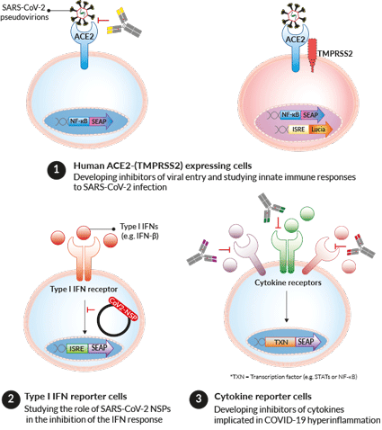 COVID-19 Related Cell Lines | InvivoGen