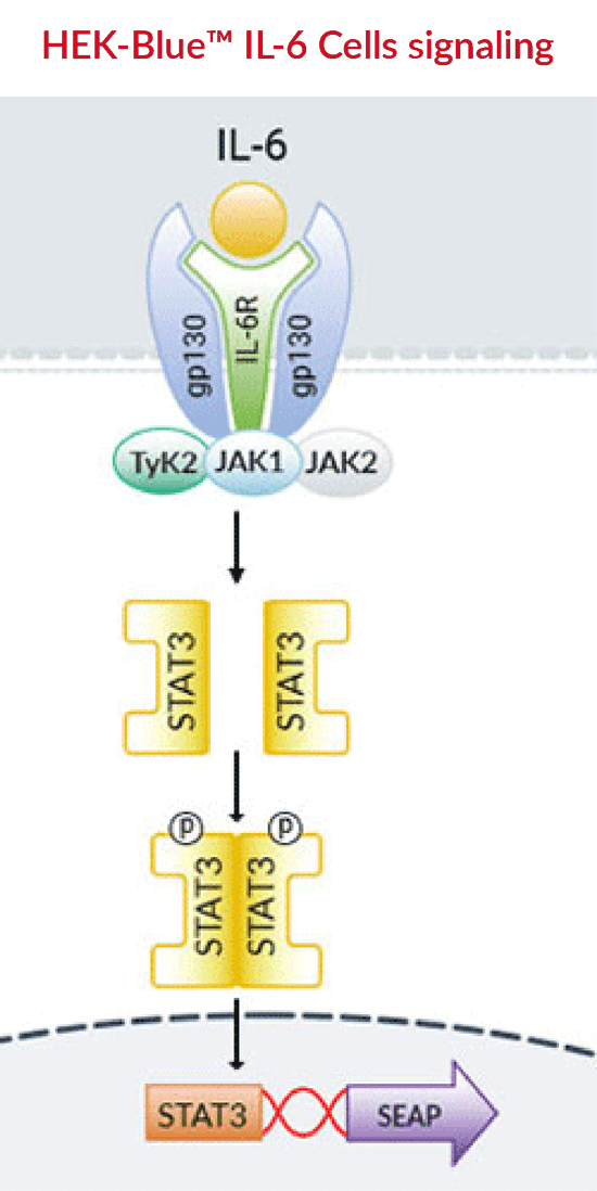 HEK-Blue IL-6 Cells | IL-6 Reporter Cells | InvivoGen