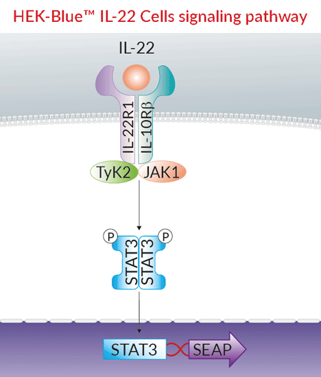HEK-Blue™ IL-22 Cells | IL-22 Cell-based Assay | InvivoGen