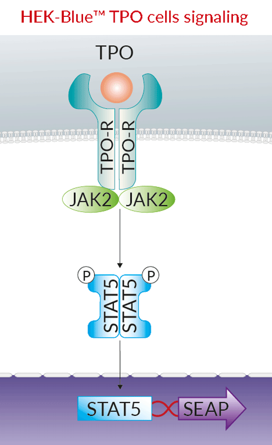 TPO reporter cells | Thrombopoietin cell-based assay| InvivoGen