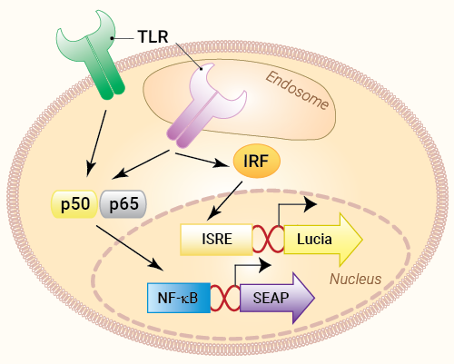 Human TLR NF-κB and IRF HEK 293 Reporter Cells | InvivoGen