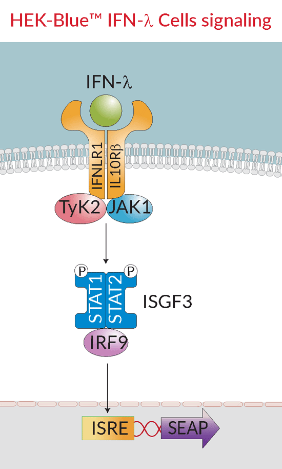 HEK-Blue IFN-𝜆 Cells | IFN-lambda Reporter Cells | InvivoGen