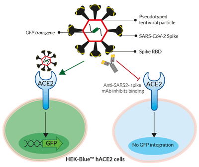 ACE2-expressing cells | HEK293 reporter | InvivoGen
