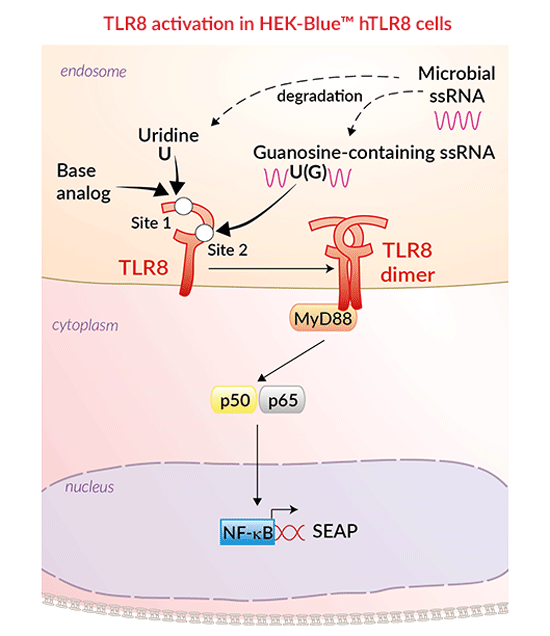 Human TLR8/NF-KB reporter HEK293 cells | InvivoGen