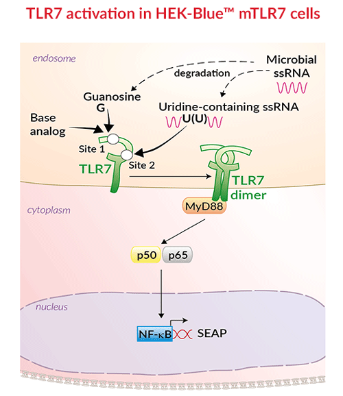 Murine TLR7/NF-KB reporter HEK293 cells | InvivoGen