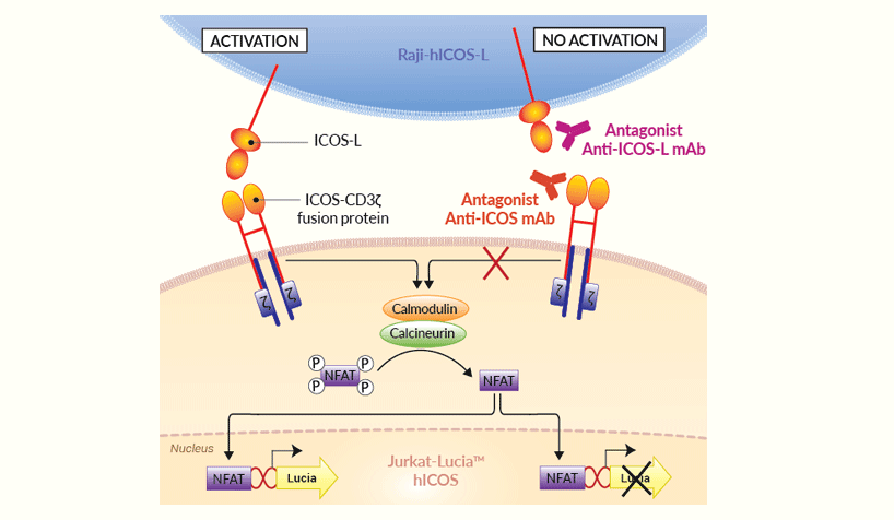 New products | InvivoGen