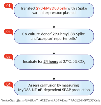 293-hMyD88 | Donor cell for cell fusion studies | InvivoGen