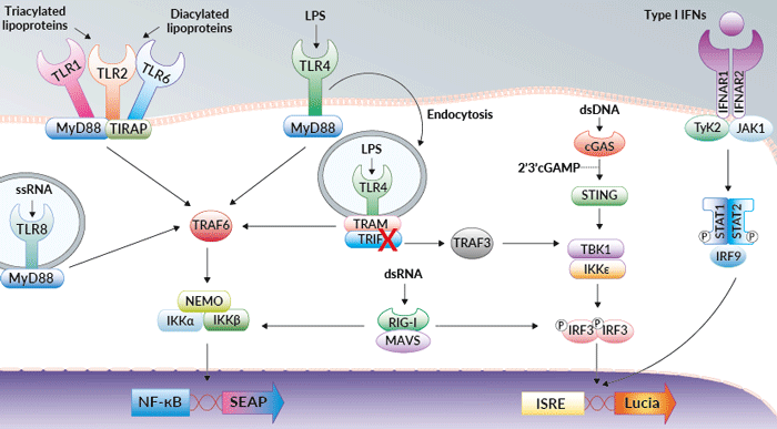THP1-Dual™ KO-TRIF cells | NF-κB & IFN reporter monocytes | InvivoGen