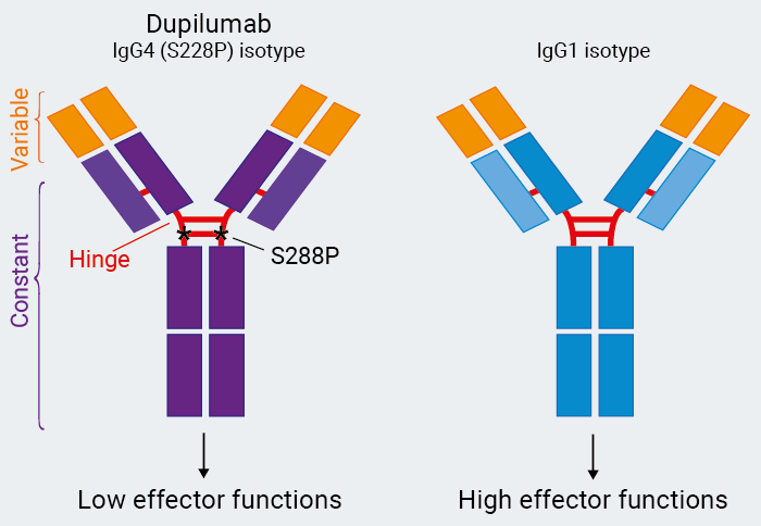Anti-IL-4R antibodies | Dupilumab biosimilar isotypes | InvivoGen