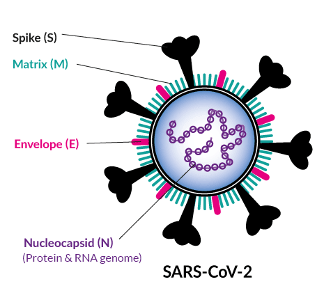sars covid virus structure